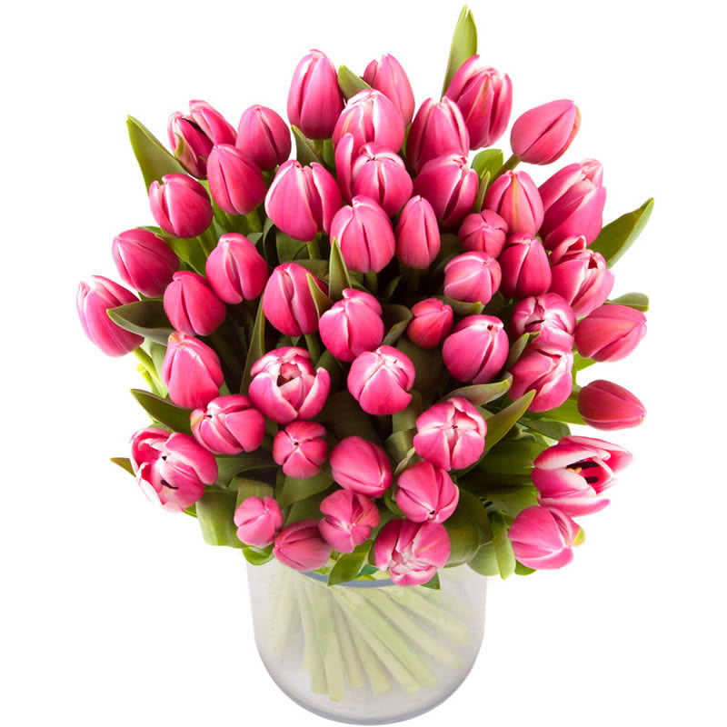 Executive Pink Shower - Bloomsvilla