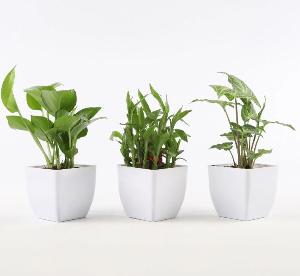 Green Surprise– Bloomsvilla